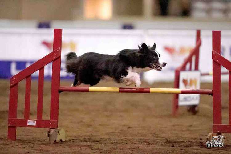 Posts Tagged With "Serpentine" | AgilityNerd