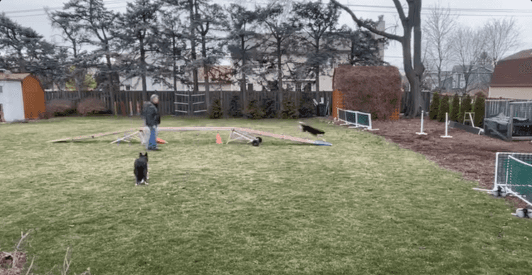 Spark's Running Dog Walk Practice - Full Length - Left Turns | AgilityNerd