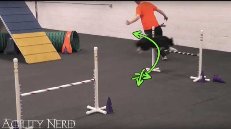 Dog Agility Videos | AgilityNerd