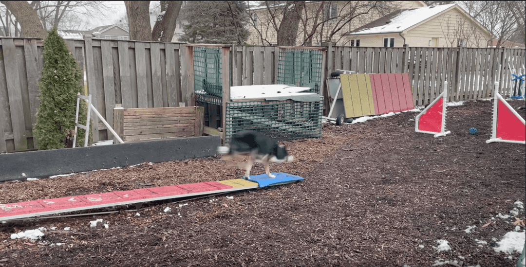 Spark's Running Dog Walk Practice - Raised Plank | AgilityNerd