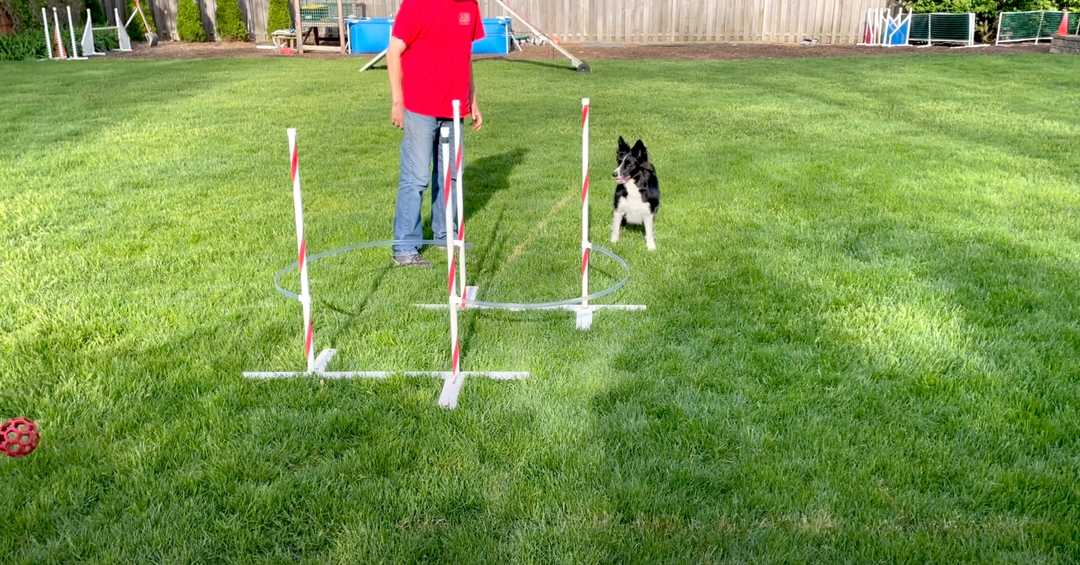 (Re)Training Weaves with Guides and 2x2s | AgilityNerd